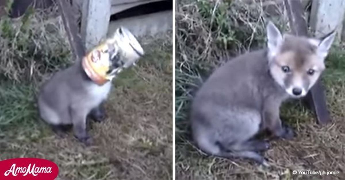 Ein Mann rettet einen Baby-Fuchs aus einer Dose, und der Fuchs bedankt ...